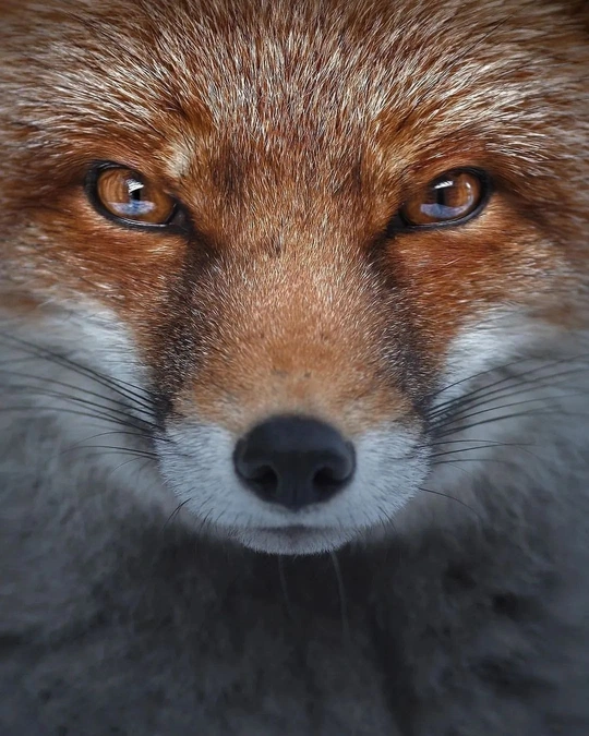 Reynard the fox (@tarawilliams) / Cosmos