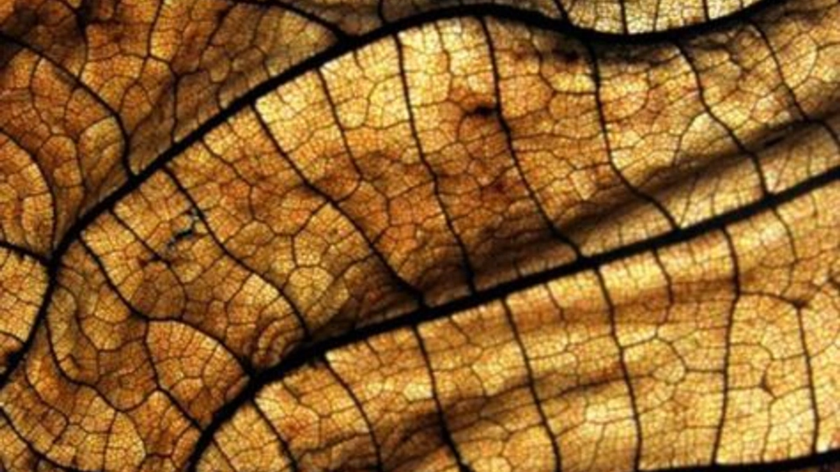 Detail Texture (Material (@atoniaavatr) / Cosmos
