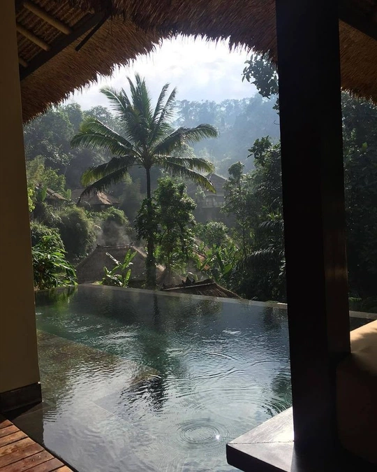 🌴 (@nature) / Cosmos