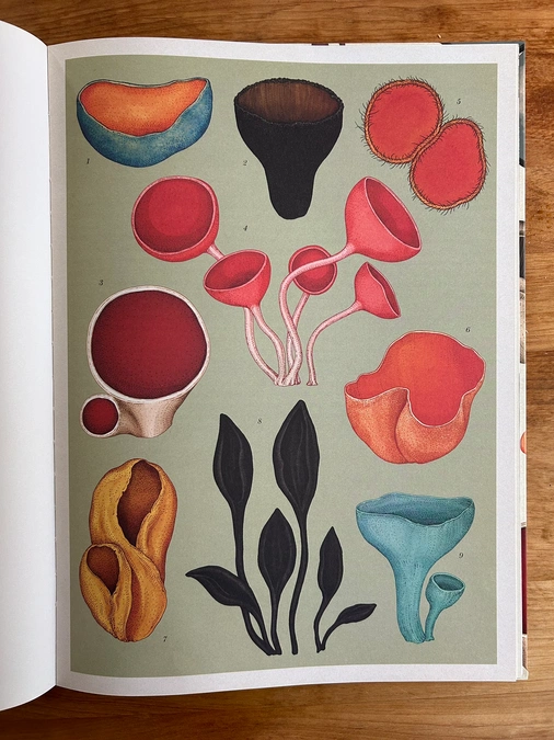 Illustration (@carlosalbala) / Cosmos