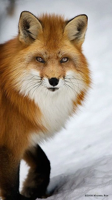 Fox (@phantomlover) / Cosmos