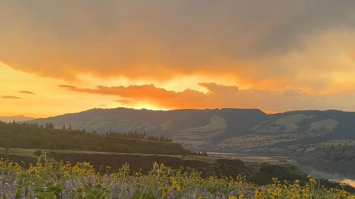 Naturophile 🍄 (@aryannn) / Cosmos