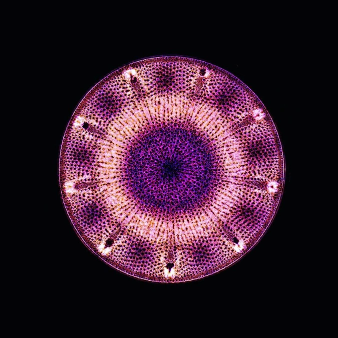 cell (@dogadayioglu) / Cosmos