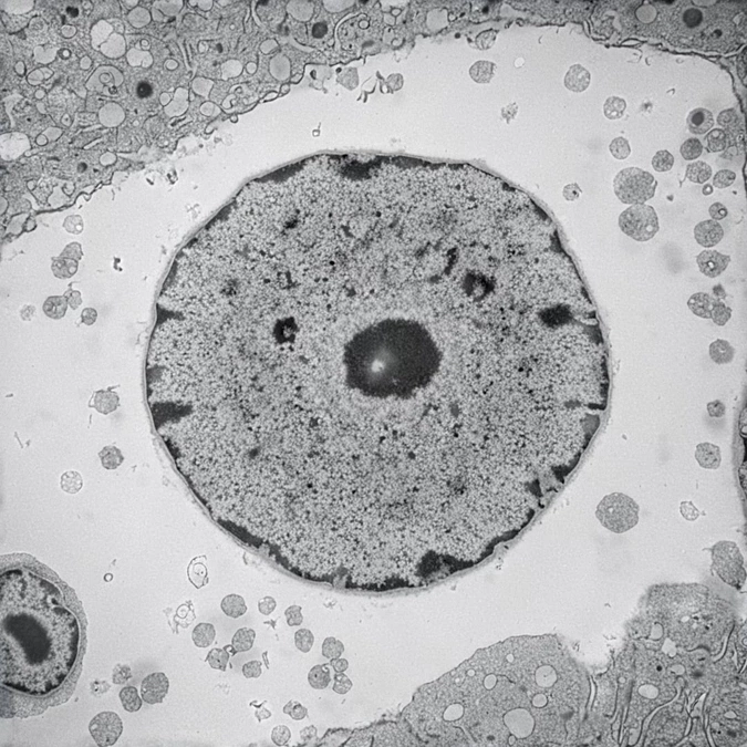 cell (@101320) / Cosmos