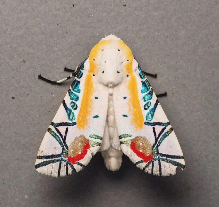 Clay Ideas (@clarity72) / Cosmos