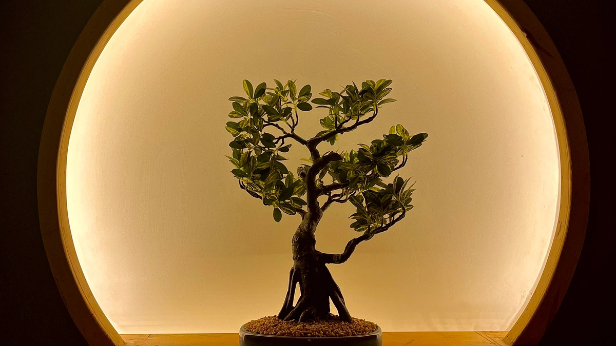 bonsai (@boonsai) / Cosmos