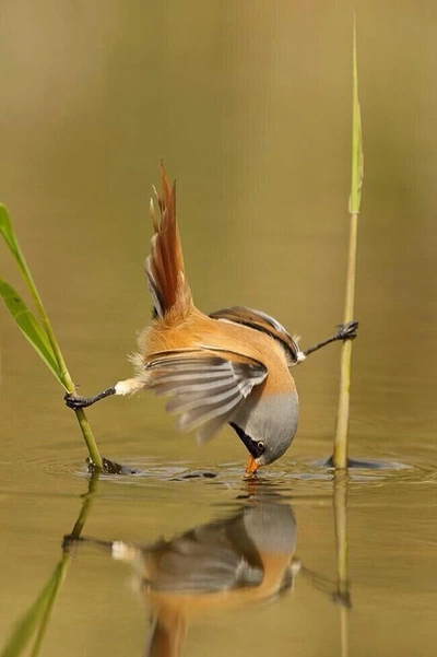 non-human earthlings (@arshabarsha) / Cosmos