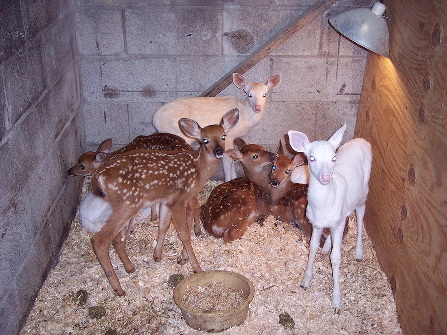 morute (morbid cute) (@freakingangelx) / Cosmos