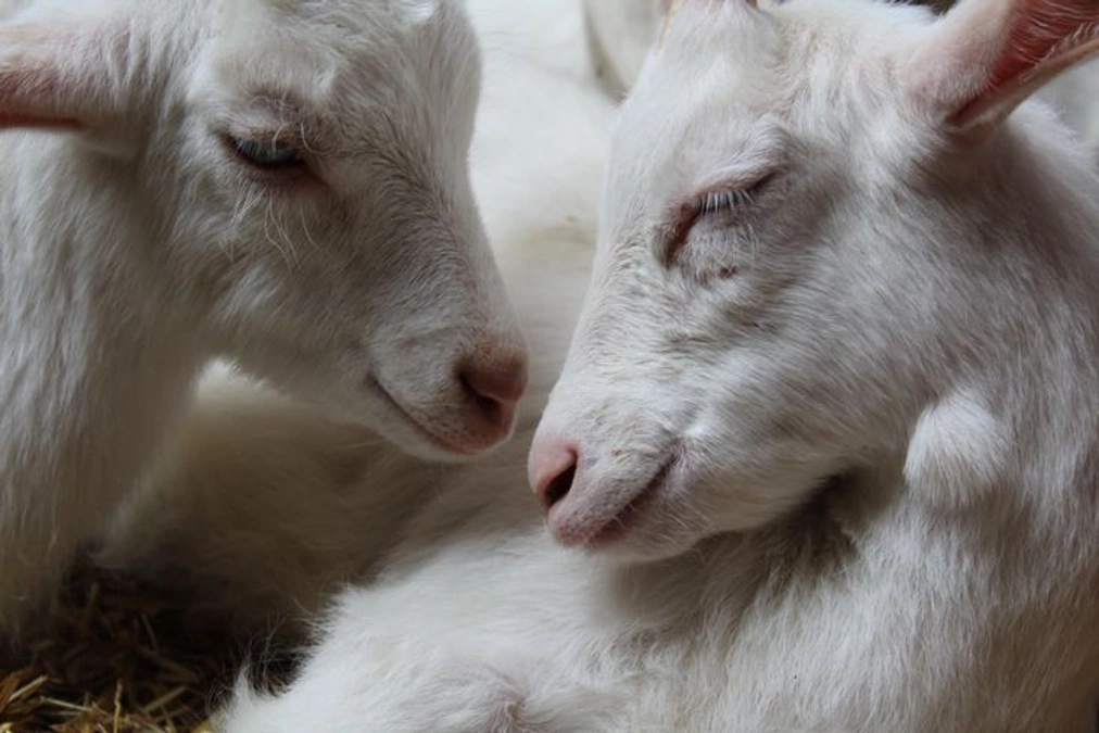 In My Garden (@palmula) / Cosmos