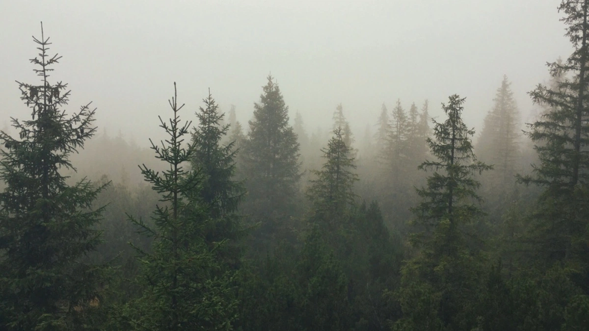 Forestcore Aesthetic (@laurenledonne) / Cosmos