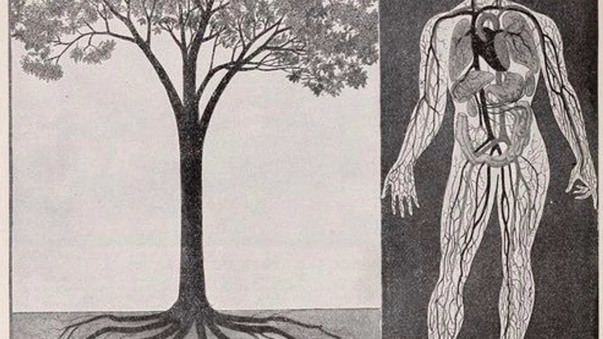 nature & human anatomy (@sirenatsea) / Cosmos