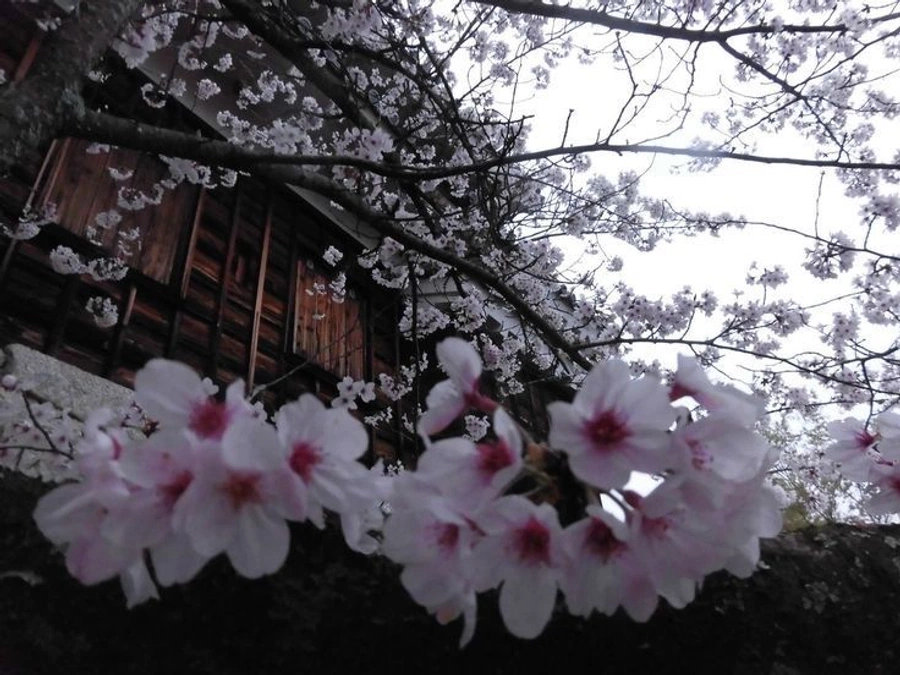 sakura (@inezuri) / Cosmos