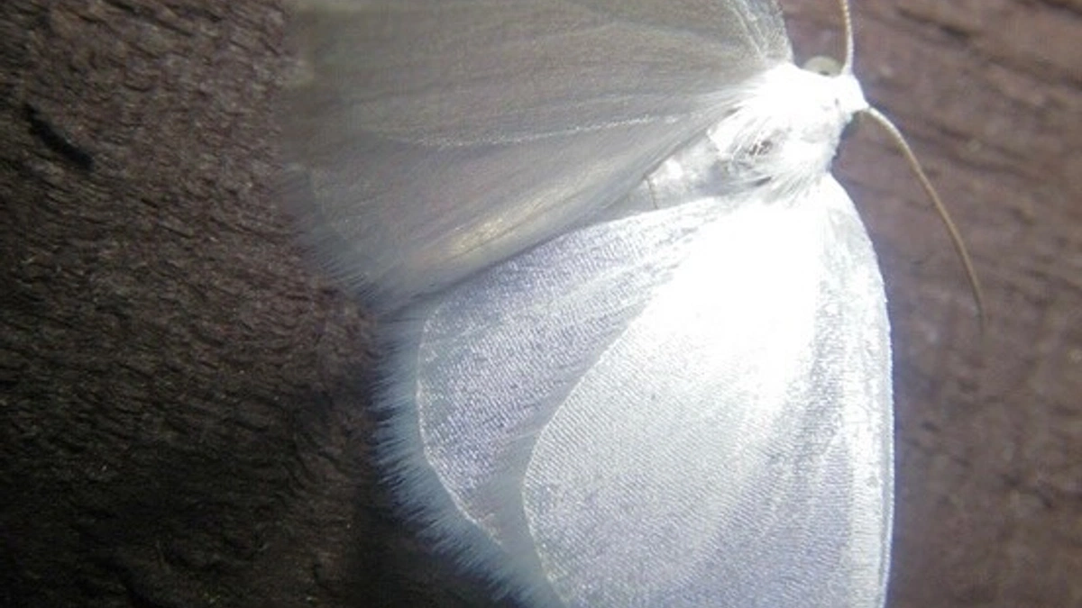 flutter animals (@skzsmile) / Cosmos