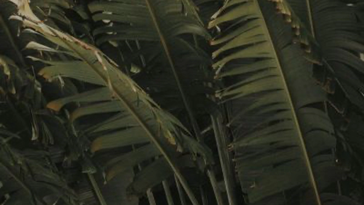 Golden Tropicore (@shayester1) / Cosmos