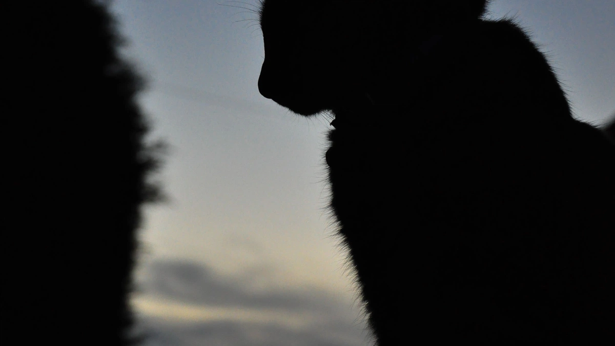 SPCA campaign (@celestialarts) / Cosmos