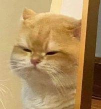 Emi Tran (@emitr) / Cosmos