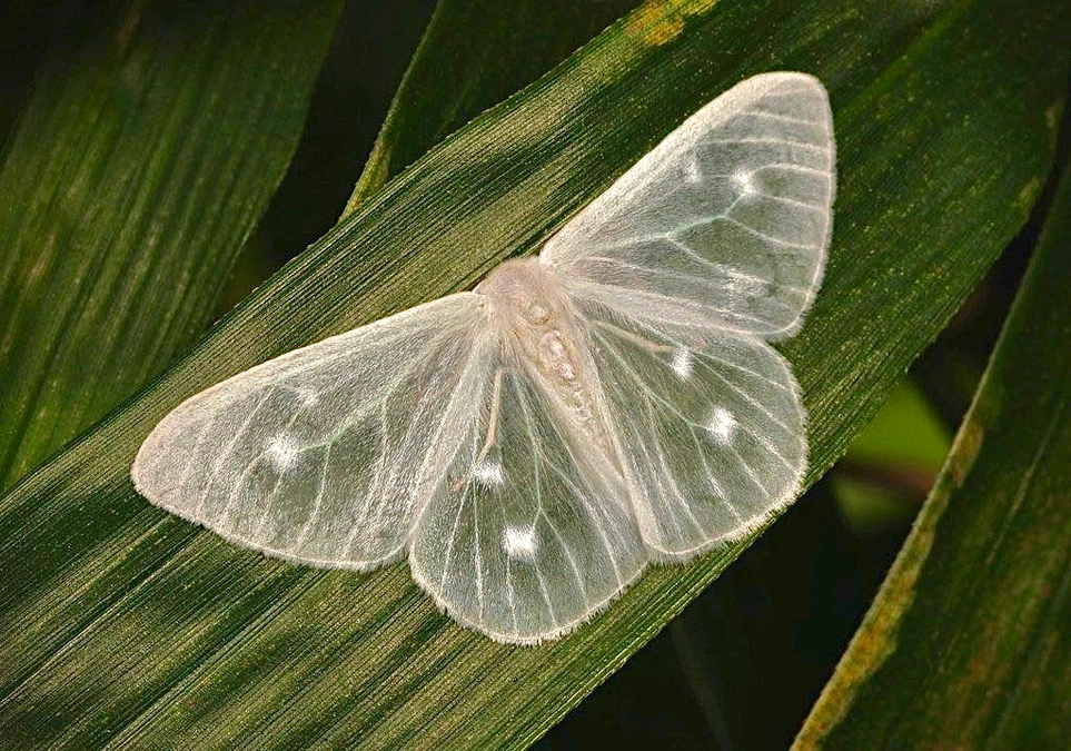 Ethereal Wisdom (@sunnyworld) / Cosmos