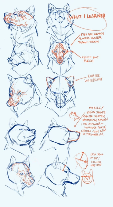 wolves anatomy (@freedomrider) / Cosmos