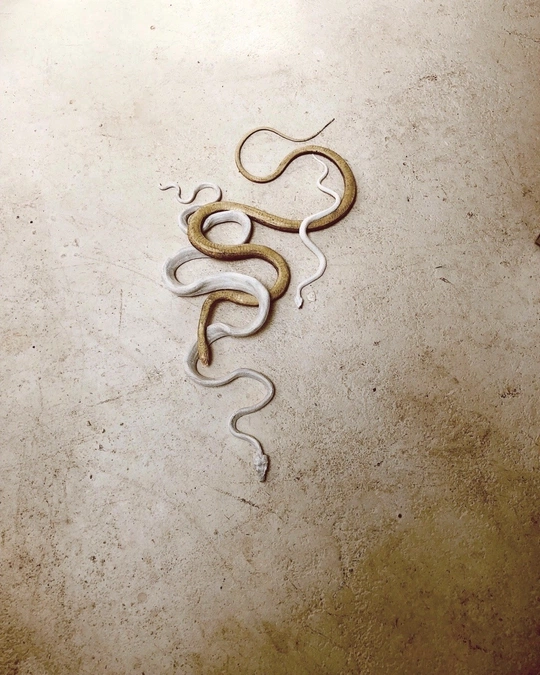 Snakes (@oysterstudio) / Cosmos