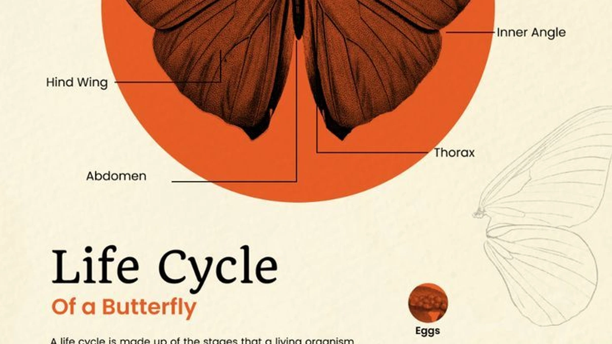 Infographic (@noralyons) / Cosmos